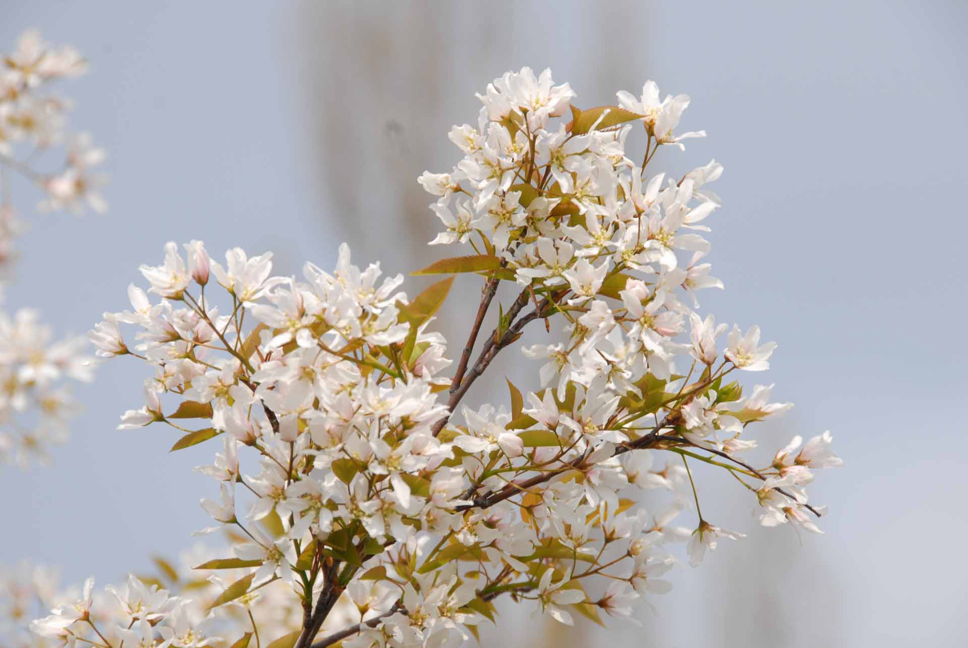 Haus & Garten - BAUMnavigator